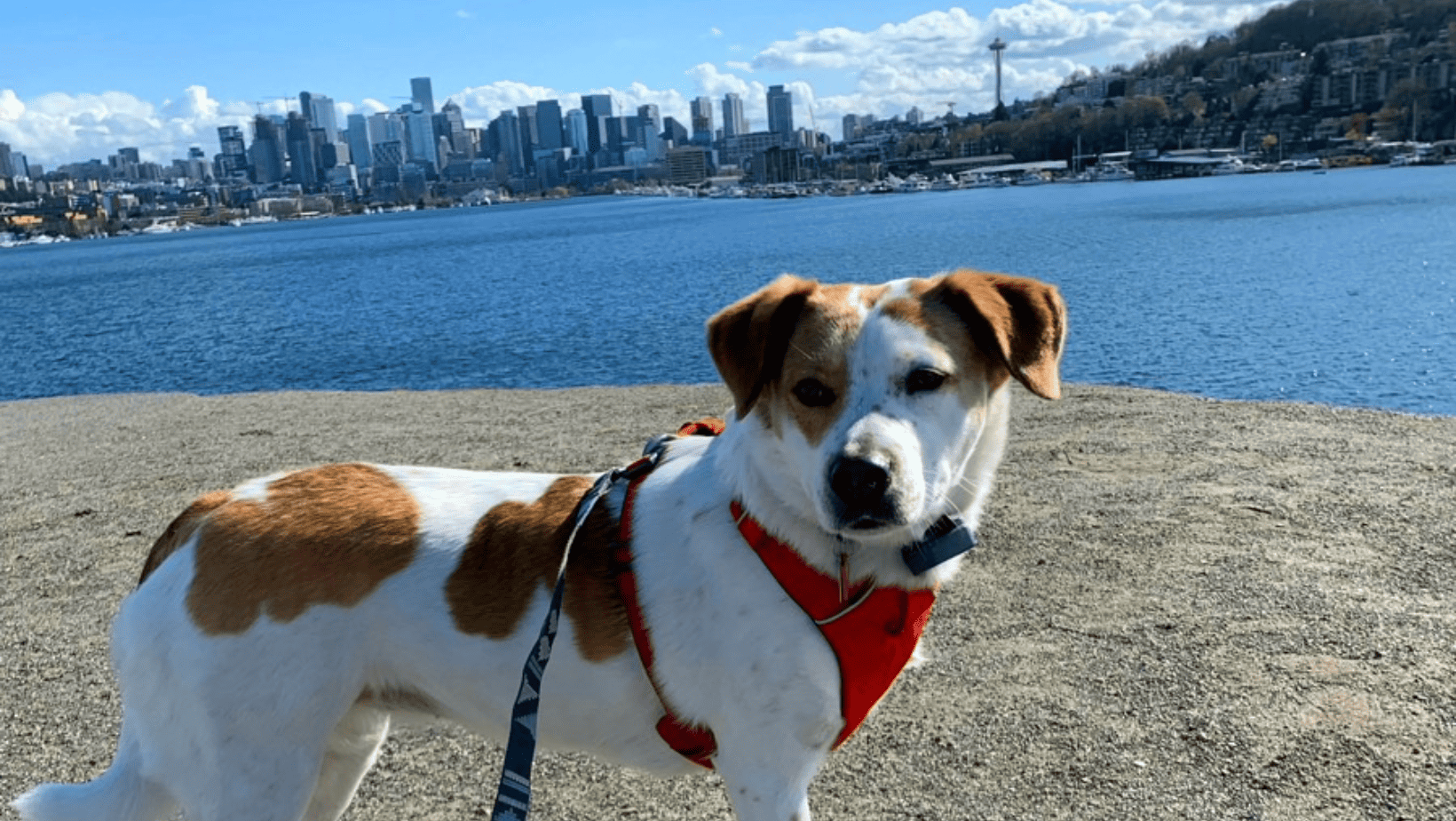 Seattle Service Area - The Pet Care Club of Seattle - Local Dog Walkers ...